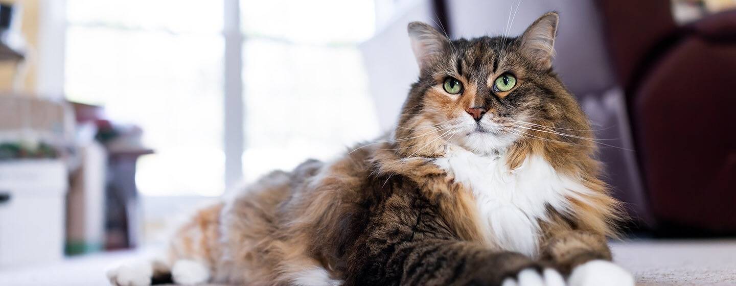 Tudo sobre gatos domésticos: veja curiosidades deste felino ...