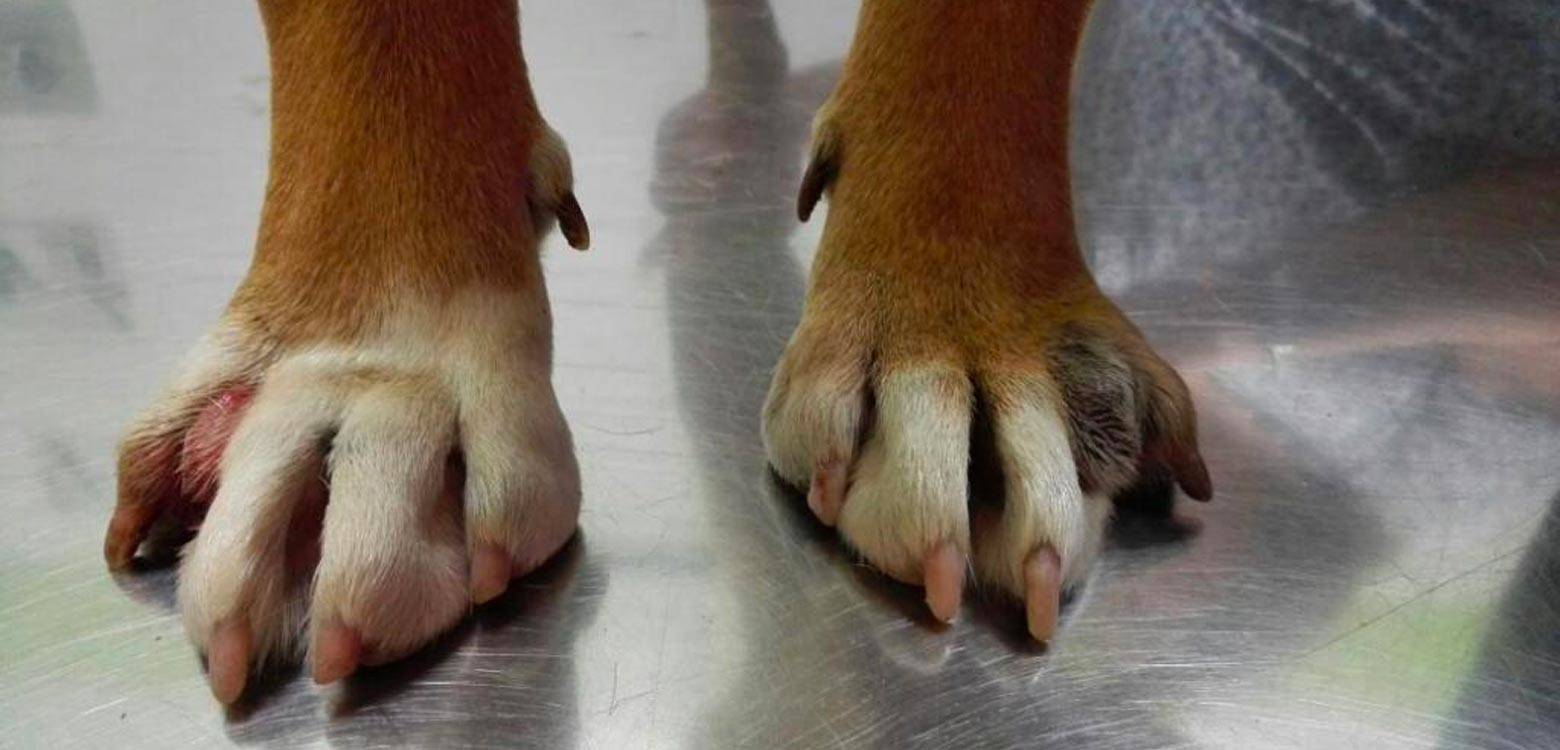 Qué hacer si tu perro cojea y cómo puedes ayudarlo