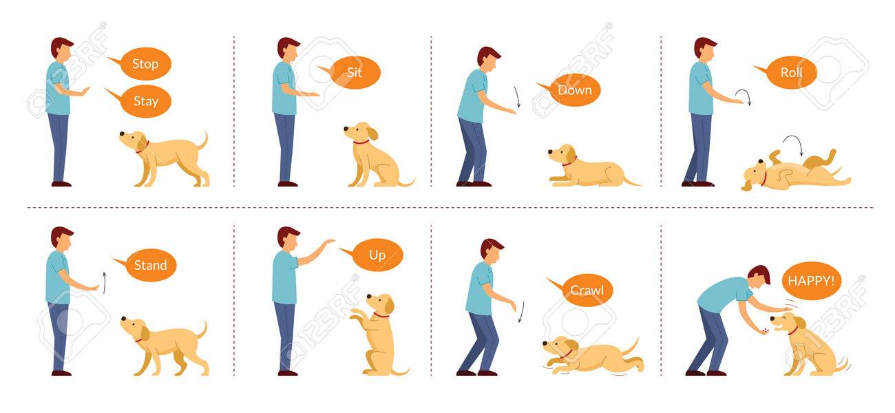 Cómo entrenar a tu perro de manera efectiva