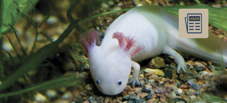 Cómo se reproduce el ajolote y sus huevos