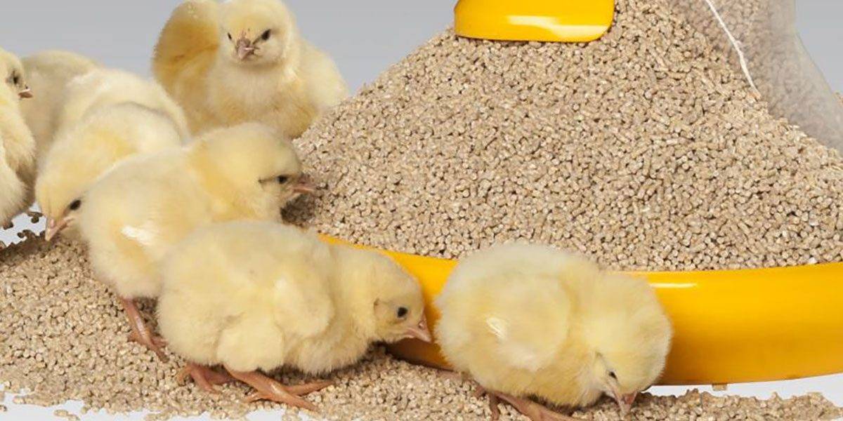 Qué comen los pollitos para su crecimiento