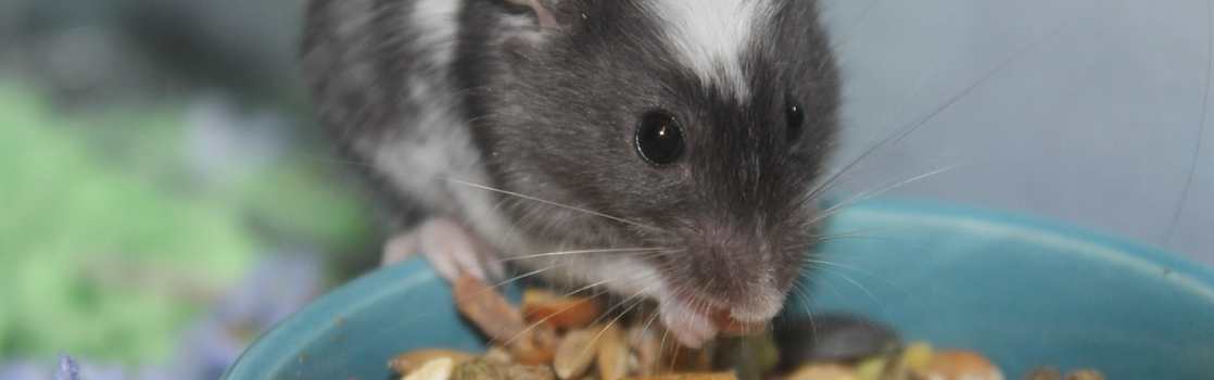 Qué comen los ratones y cómo alimentar ratones bebés