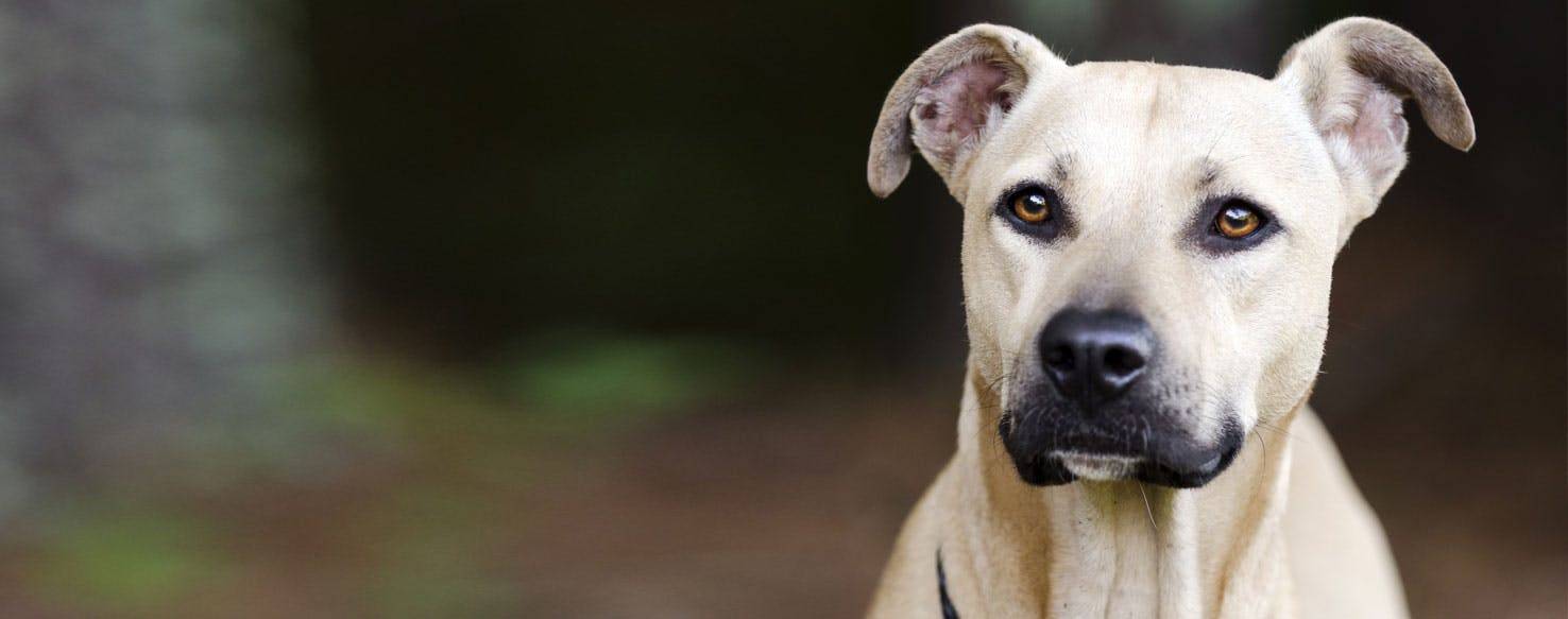 Qué características definen al perro Black Mouth Cur