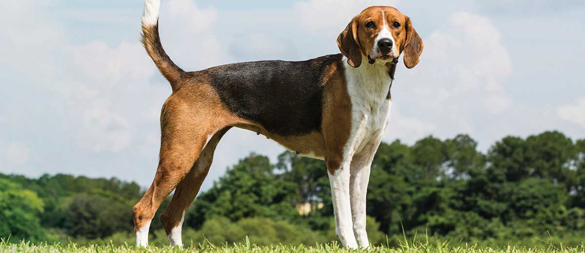 Qué características definen a la raza American Foxhound
