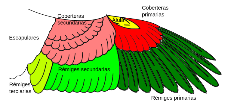 Descubre las Partes de un Ave: Anatomía Completa de las Aves