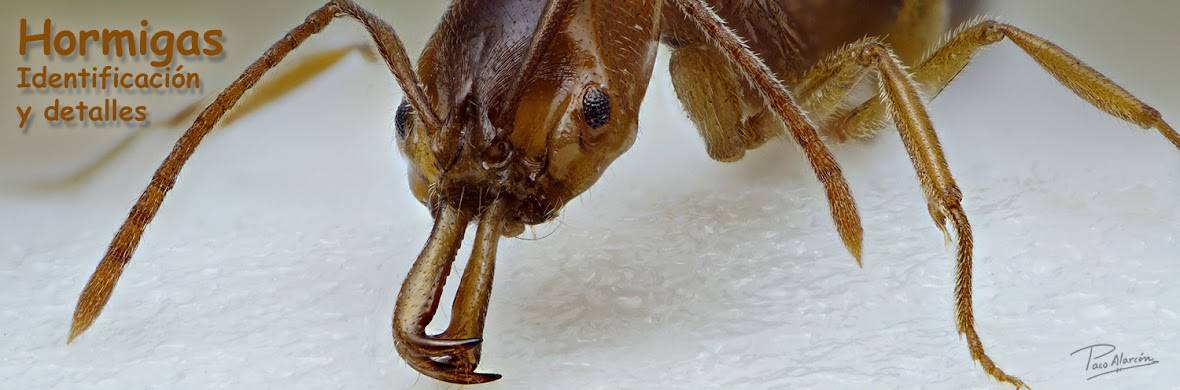 Cuáles son las partes de una hormiga y cuál es su función específica