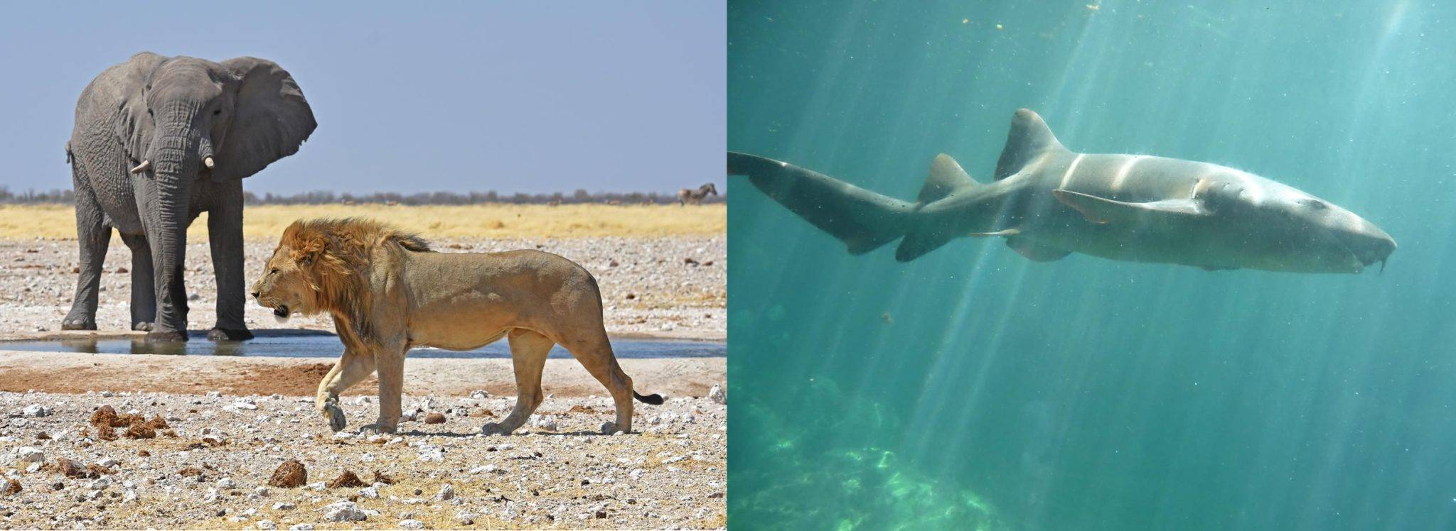 Cuál es la diversidad de animales en agua y tierra