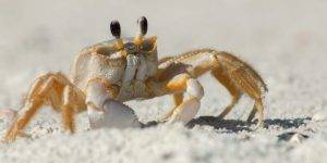 Descubre más de 30 especies de animales con caparazón