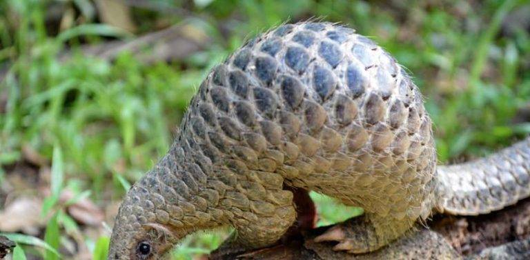 Las especies de animales con escamas más fascinantes