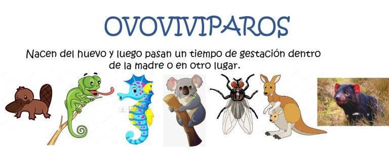 ¡Conoces 16 animales que empiecen con la letra O!