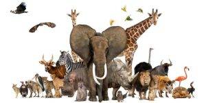 Puedes nombrar 20 animales cuyo nombre empiece por la letra T