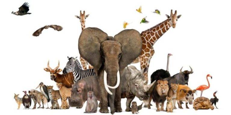 Puedes nombrar 20 animales cuyo nombre empiece por la letra T