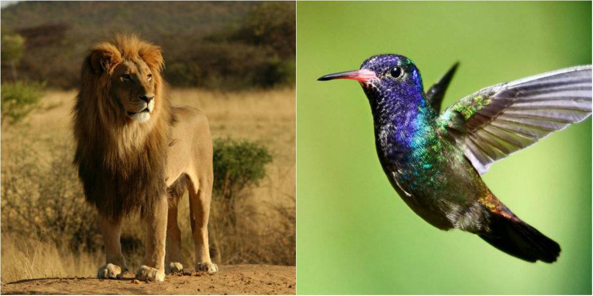 Cuáles son los 10 animales más grandes del planeta