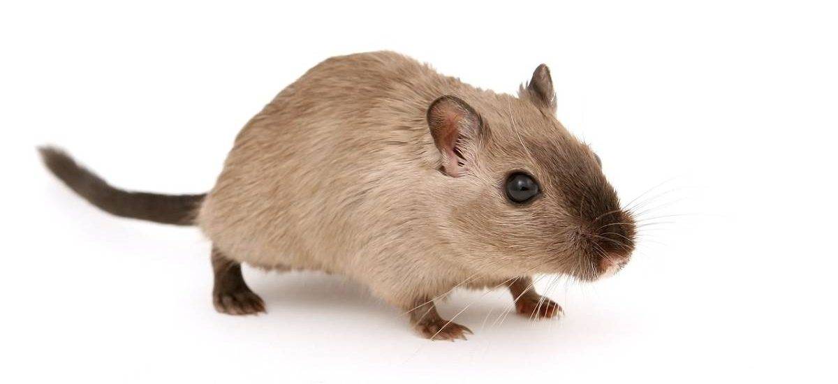 Tener un jerbo como mascota y su esperanza de vida