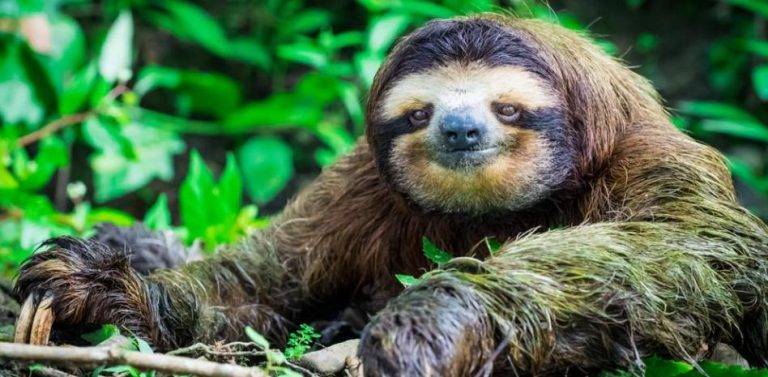 Cuáles son los 10 animales más lentos del planeta