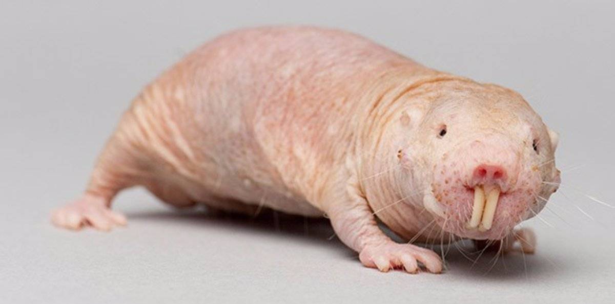 Sabías que existen 20 animales sin pelo muy sorprendentes