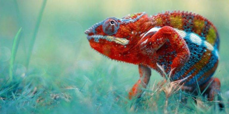 Variedades, características y ejemplos de animales terrestres