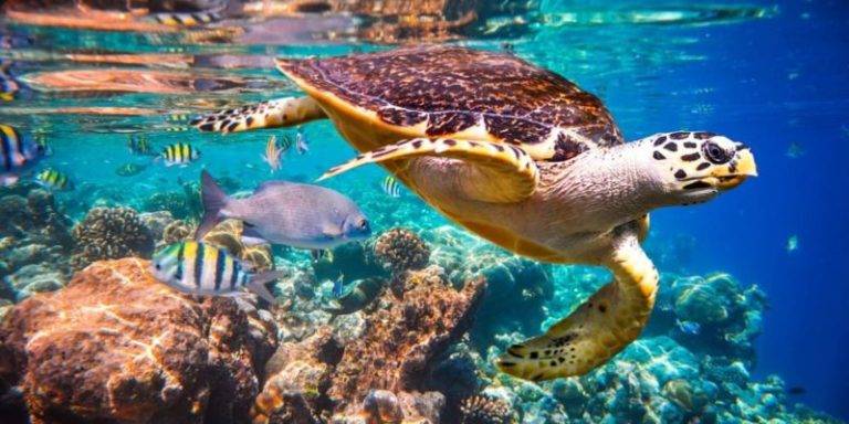 Clasificación de animales según hábitat en distintos ecosistemas