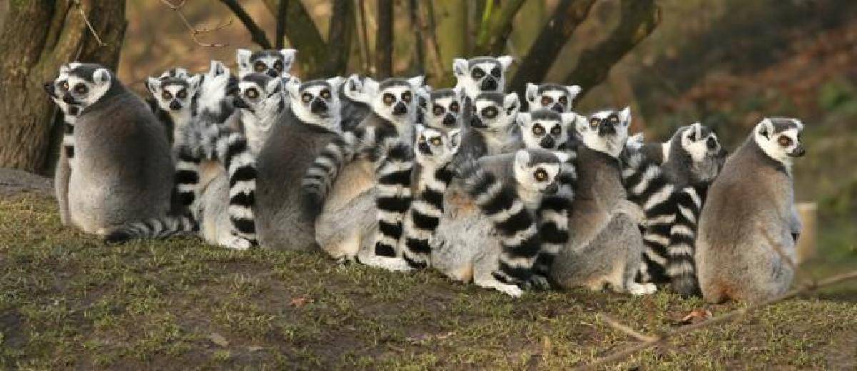 Qué son animales gregarios y cómo se manifiesta esa conducta