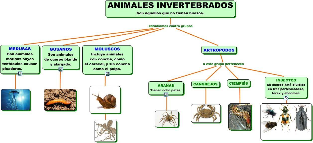 Cómo se clasifican los invertebrados en distintos grupos