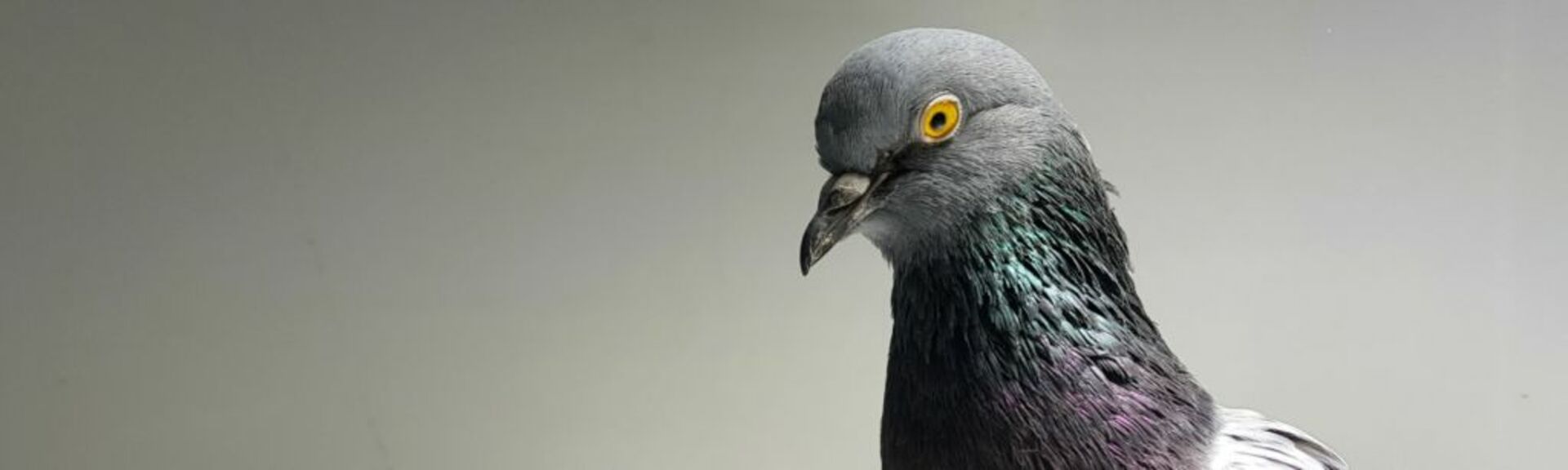 Conoces los diferentes tipos de palomas más comunes