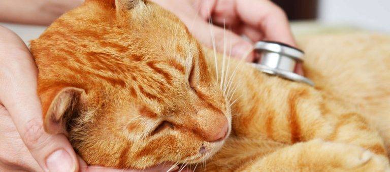 Qué hacer si mi gato tiene el ano inflamado y rojo