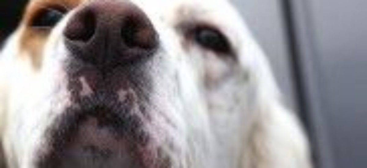 Cómo aliviar el asma en perros de manera natural