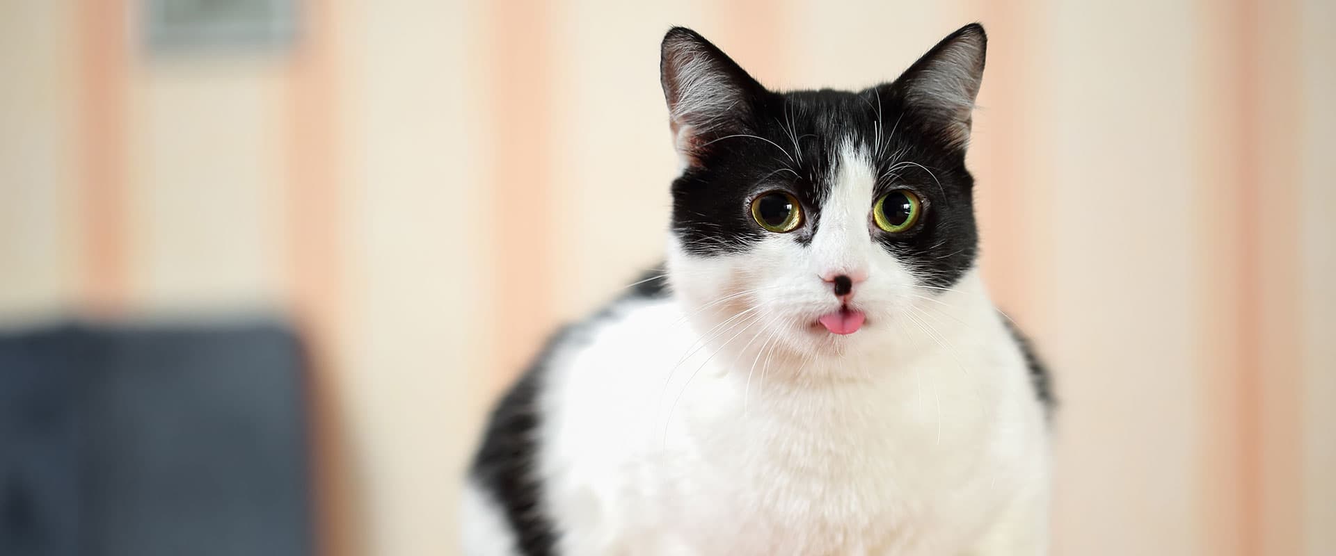 Ataxia en gatos: Síntomas, tratamiento y cuidados recomendados