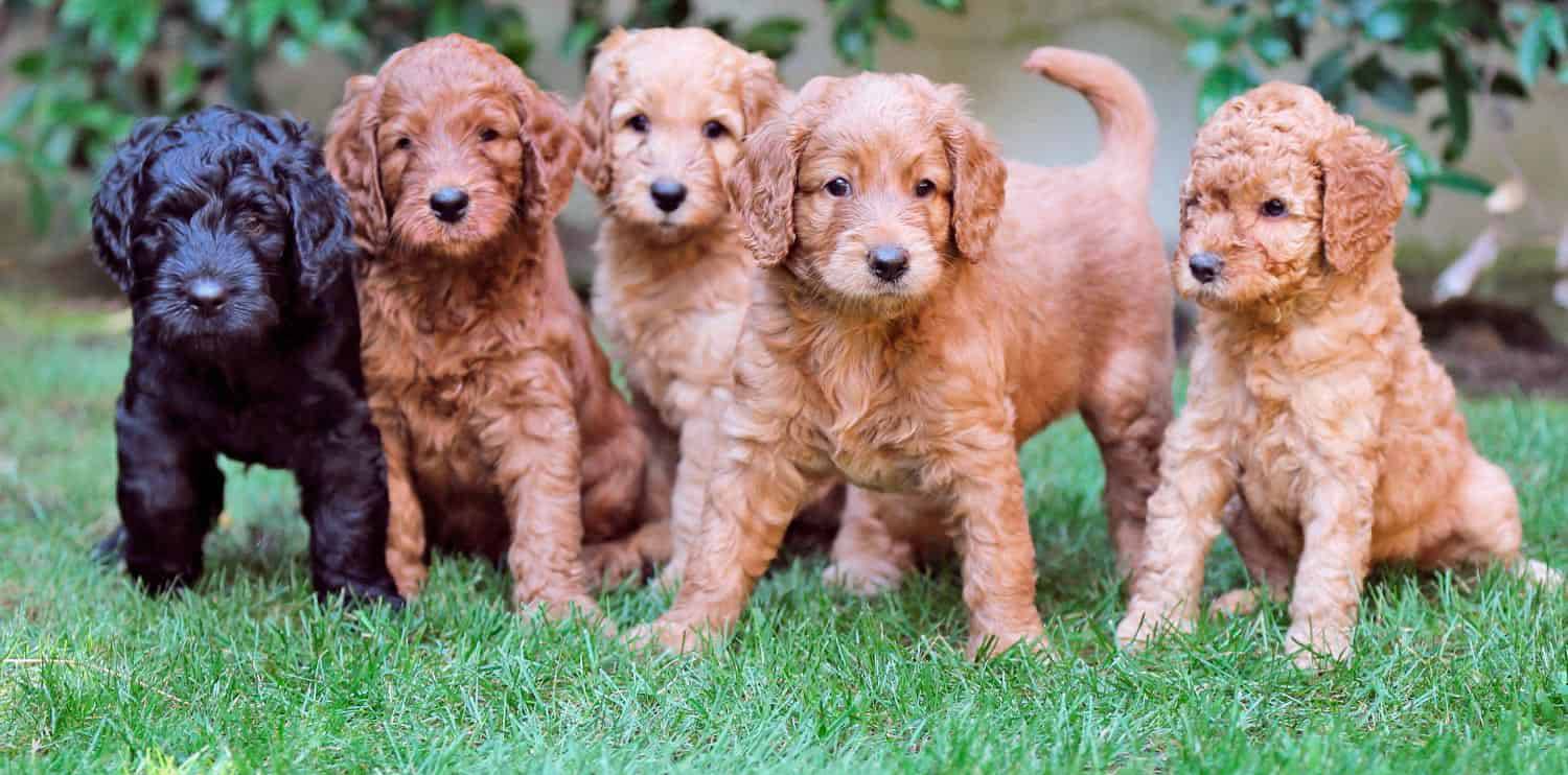 Cobberdog Mini: Características y Cuidados