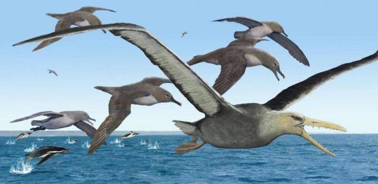 Fascinantes aves prehistóricas: vivas y extintas