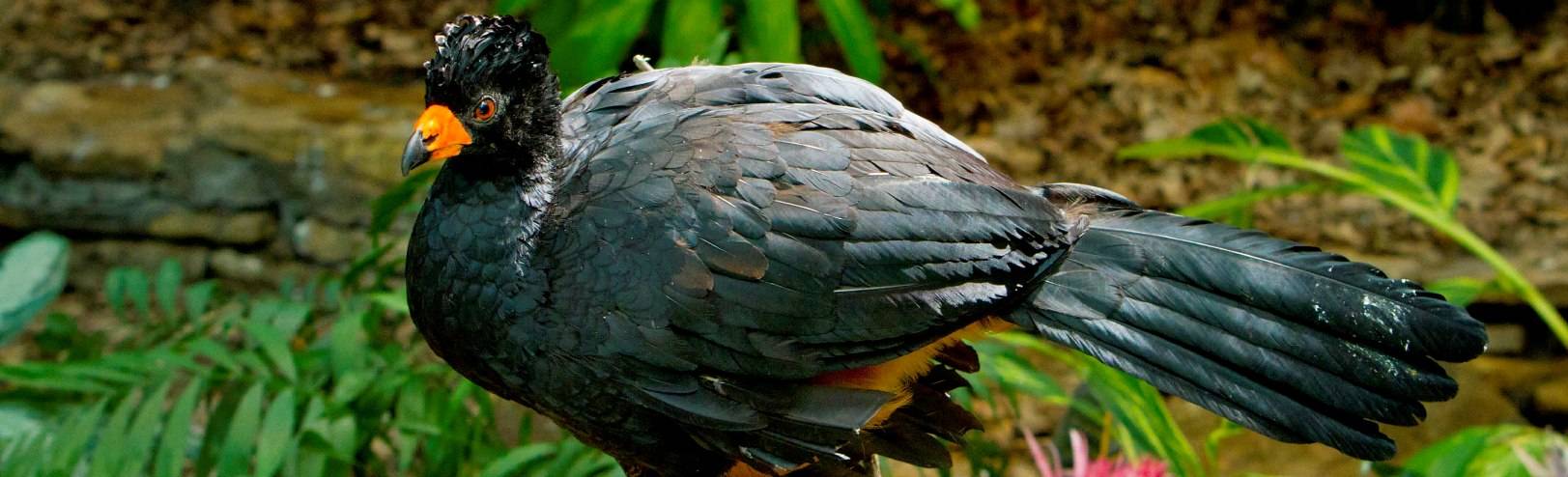 Te sorprenderías con las aves de Colombia