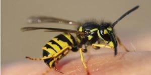 Aguijonazo o mordedura de avispas: cómo diferenciar