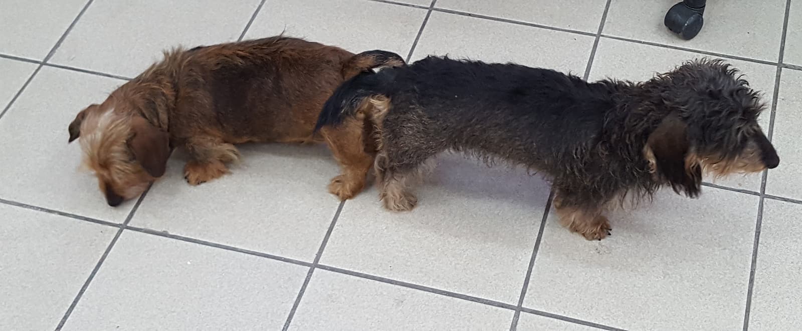 Qué es la balanopostitis en perros y cómo tratarla