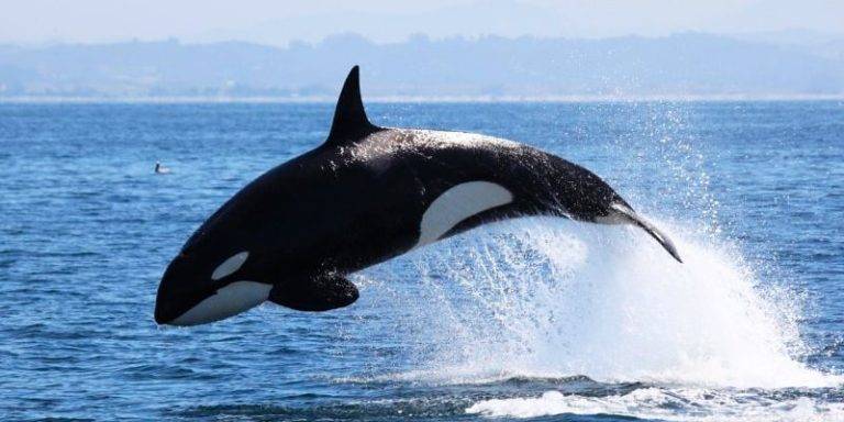 Por qué las ballenas son consideradas mamíferos marinos