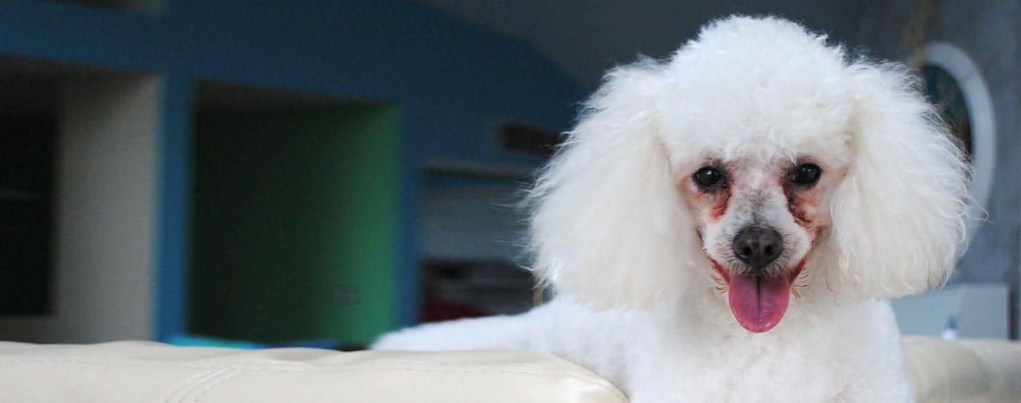 Qué es un Bichpoo y cuáles son sus características