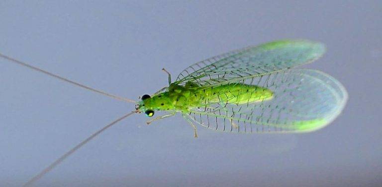 Insectos voladores asombrosos: nombres, características y fotos