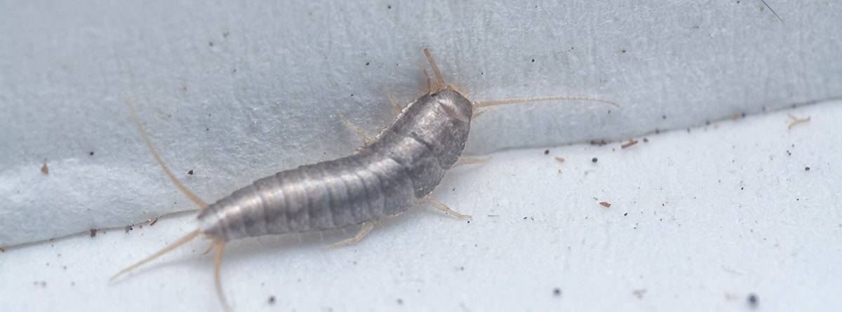 Cuáles son los 10 insectos más pequeños del mundo