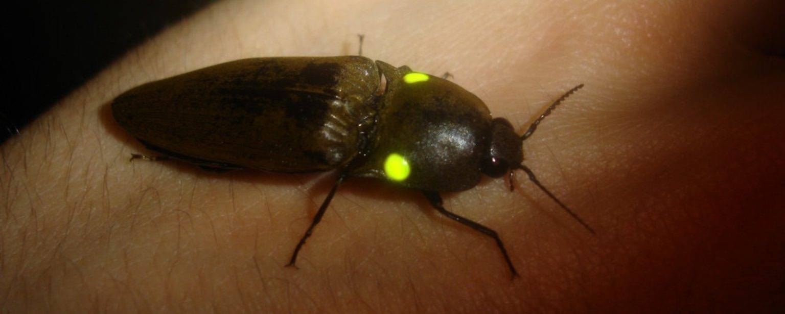 Qué animales emiten luz en la oscuridad