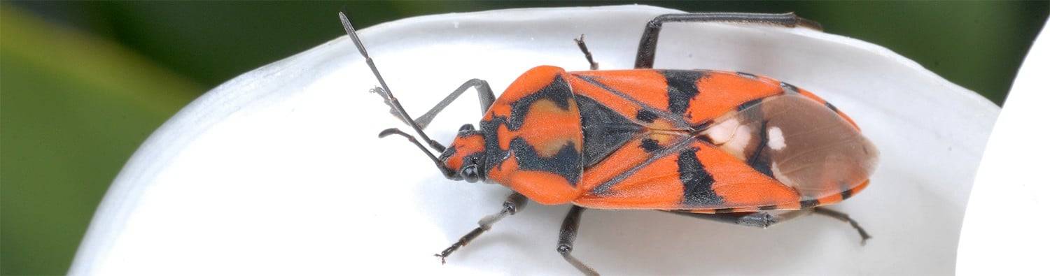 Descubre 8 Insectos voladores similares a chinches