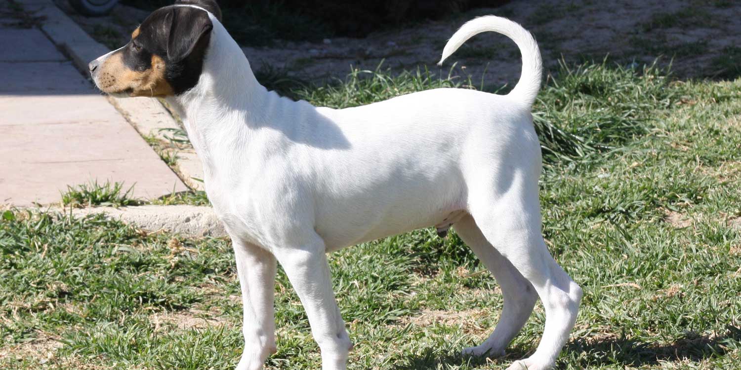 Qué características tiene el perro Bodeguero Andaluz