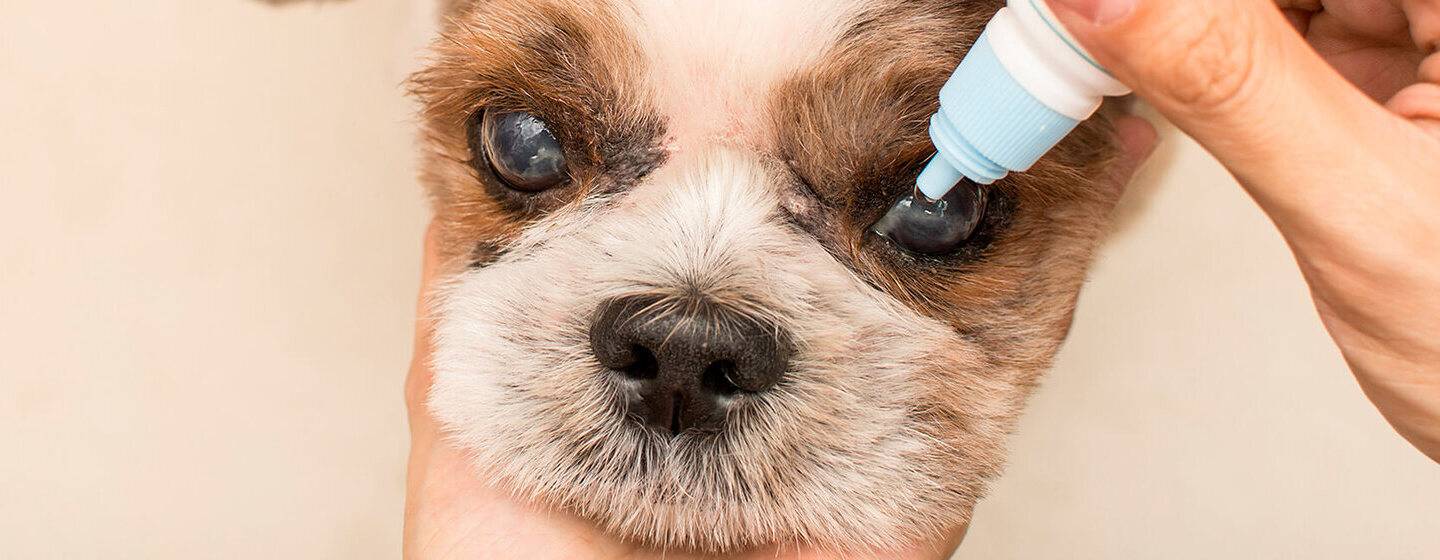 Cómo tratar un orzuelo en el ojo de un perro de forma casera