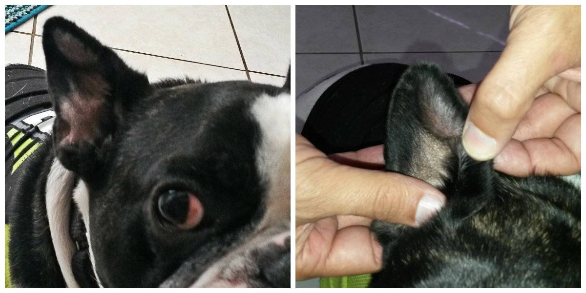 Qué causa el otohematoma en perros y cómo tratarlo en casa