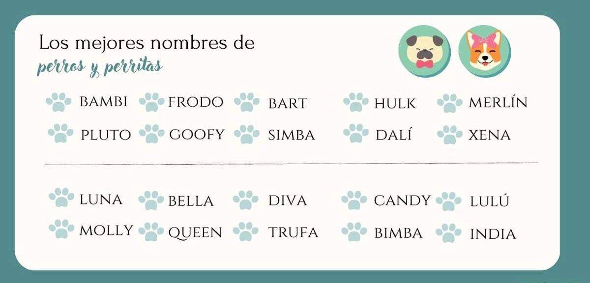 Necesitas ideas de nombres únicos para tu perrita