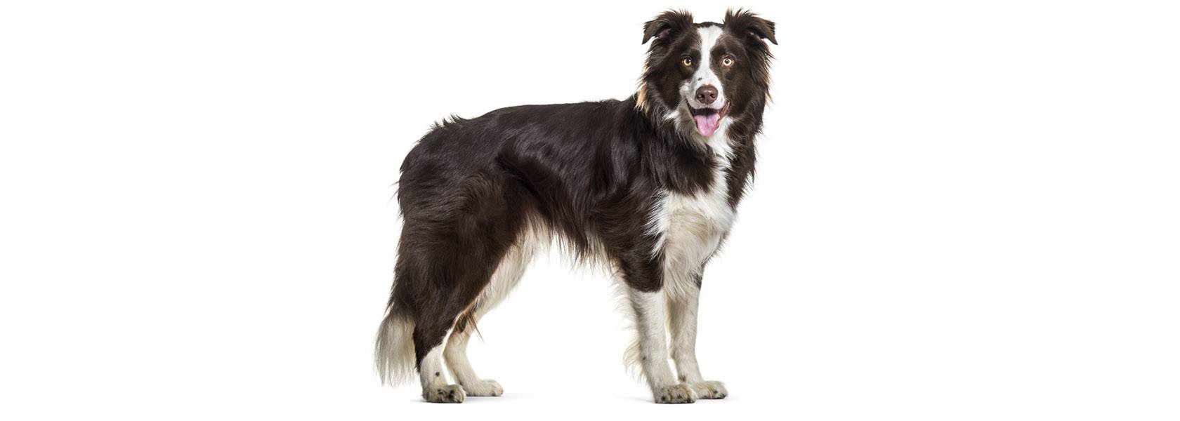 Cómo se debe cuidar a un Border Collie adecuadamente