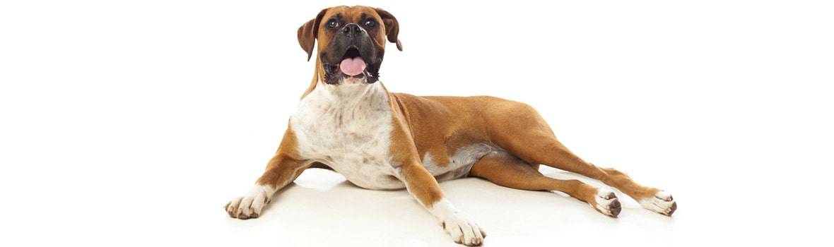 Cuáles son las características más destacadas del perro bóxer