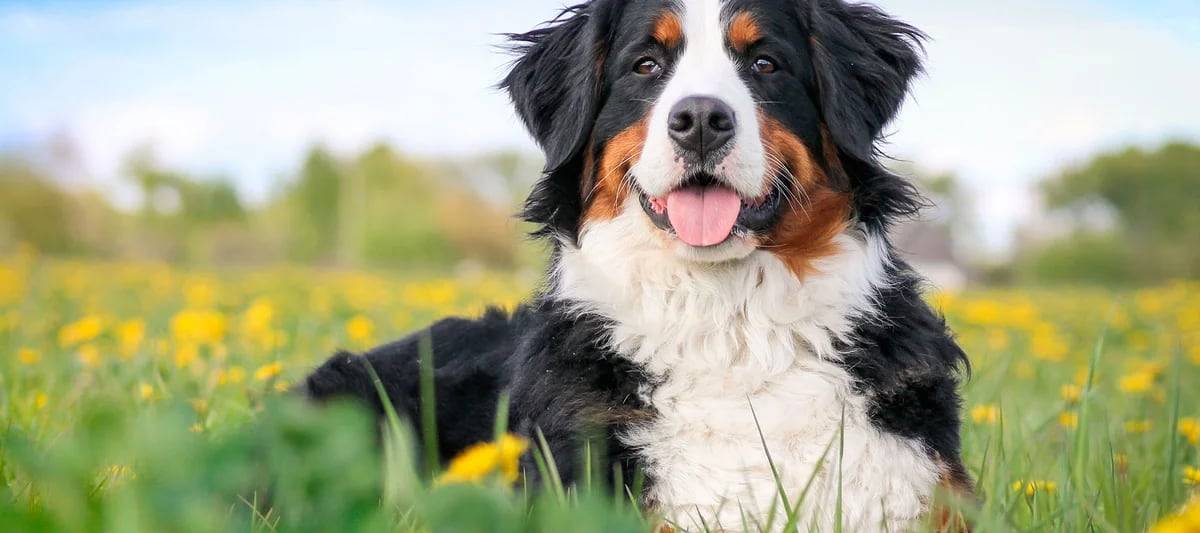 Boyero de Berna: características y cuidados importantes