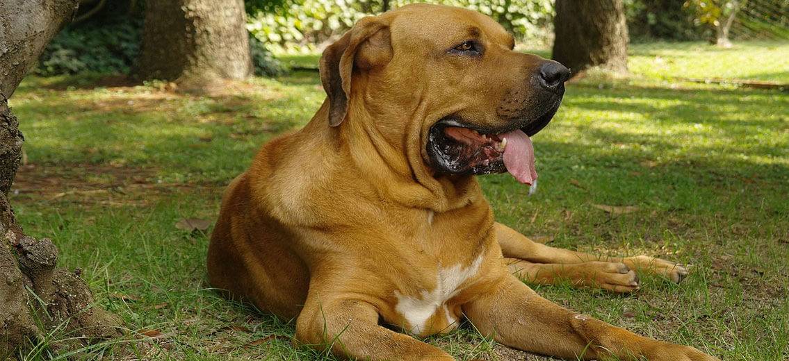 Conoces las razas de perros brasileños y sus peculiaridades