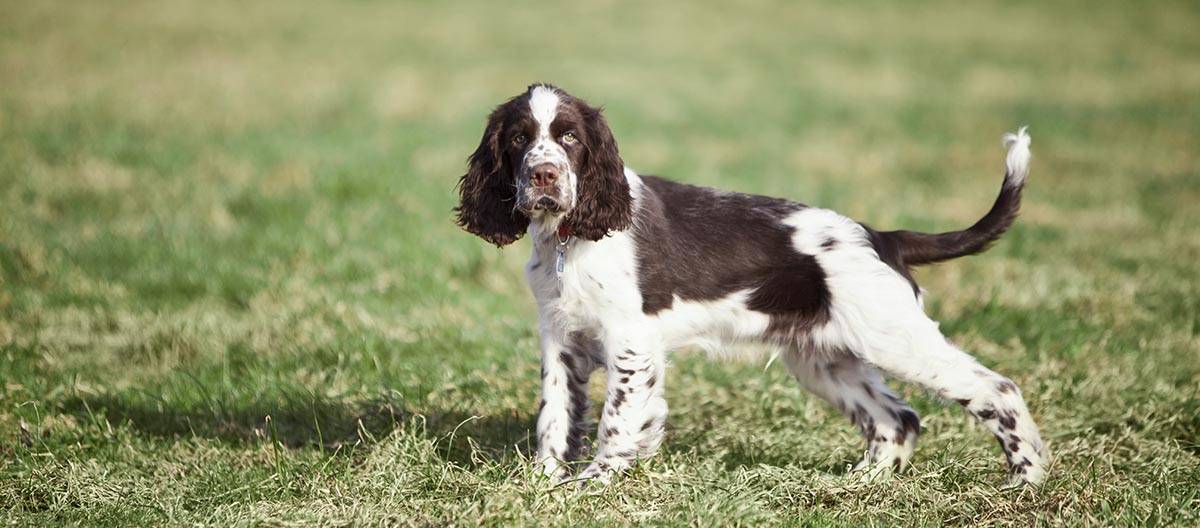 Características del Springer Spaniel británico de pelo corto