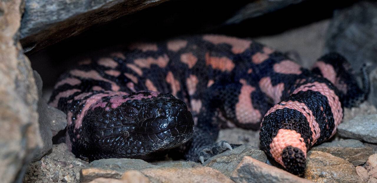 Qué es la brumación en animales y cuánto tiempo dura