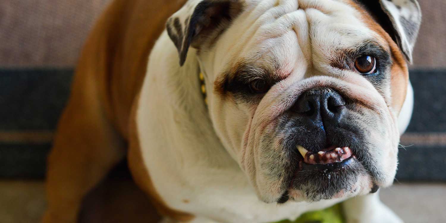 Por qué mi perro mueve la boca como si estuviera masticando